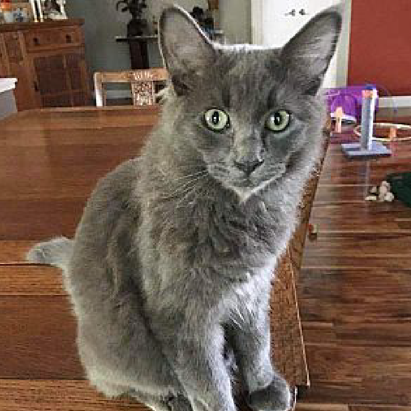 Perfect Paws Animal Advocates - Yuba City, California