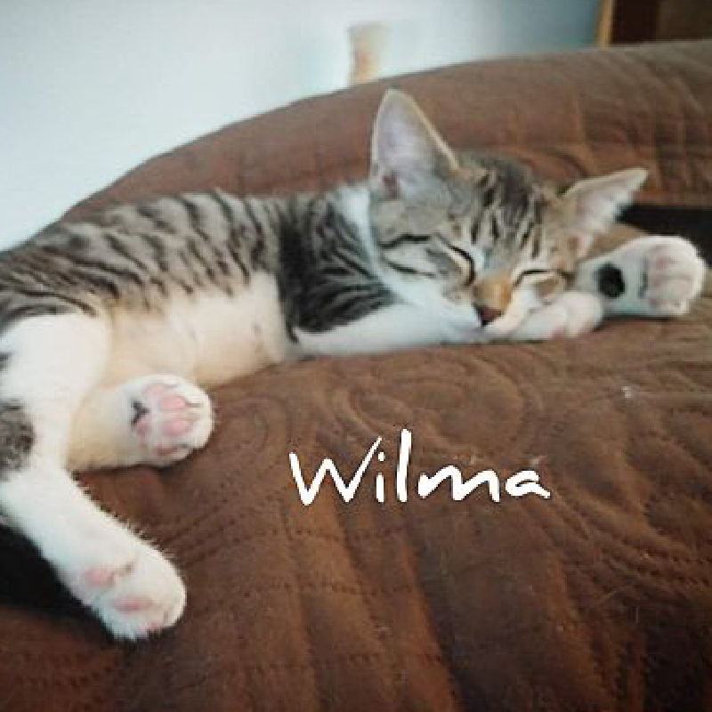 Perfect Paws Animal Advocates - Yuba City, California